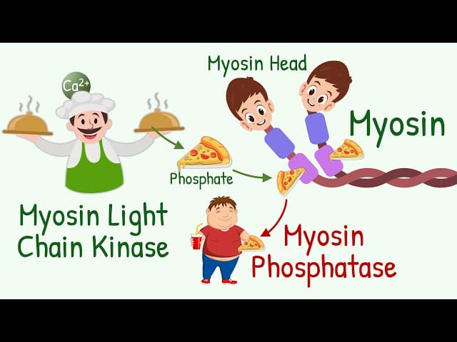 Understanding Cardiac Tropism: Chronotropic, Inotropic, Dromotropic ...