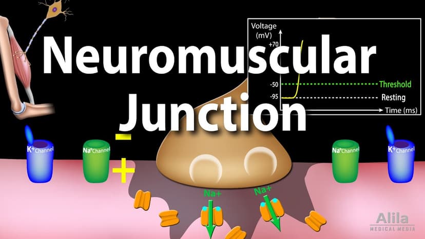 Understanding the Neuromuscular Junction: Mechanisms of Muscle ...